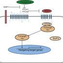Prurigo Activity Score (PAS) - Altmeyers Encyclopedia - Department ...