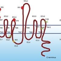 PTCH1 Gene Images - Altmeyers Encyclopedia - Department Internal medicine