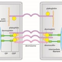 Desmosomen Bilder - Altmeyers Enzyklopädie - Fachbereich Dermatologie