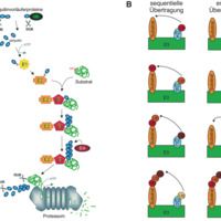 UBA1 Gene Images - Altmeyers Encyclopedia - Department Internal medicine