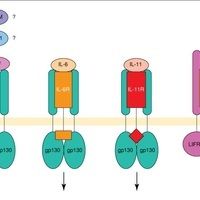 IL6ST-Gen Bilder - Altmeyers Enzyklopädie - Fachbereich Dermatologie
