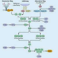 C8B-Gen Bilder - Altmeyers Enzyklopädie - Fachbereich Innere Medizin