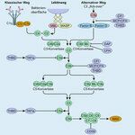 Komplementsystem (Übersicht) - Altmeyers Enzyklopädie - Fachbereich ...