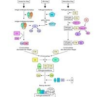 CFD Gene Images - Altmeyers Encyclopedia - Department Internal medicine