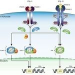 IFNAR2-gene - Altmeyers Encyclopedia - Department Internal medicine