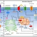 Lutzner cells - Altmeyers Encyclopedia - Department Internal medicine