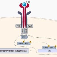 IL10RA Gene Images - Altmeyers Encyclopedia - Department Internal medicine