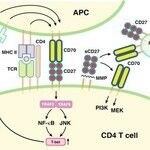 CD70 Gene - Altmeyers Encyclopedia - Department Internal medicine