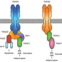 TNFRSF1A-Gen Bilder - Altmeyers Enzyklopädie - Fachbereich Innere Medizin
