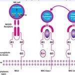 MICA gene - Altmeyers Encyclopedia - Department Vascular medicine