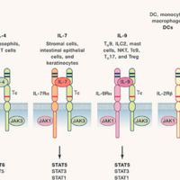 IL21-Gen Images - Altmeyers Encyclopedia - Department Dermatology